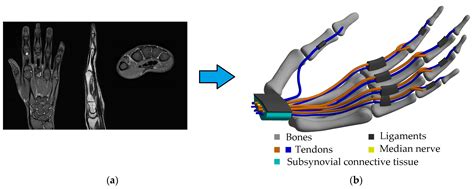 Extension Flexion Of Fingers At Jett Arkwookerum Blog