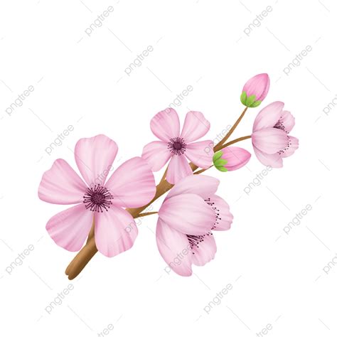 Flor De Sakura Acuarela Png Dibujos Acuarela Sakura Flor Png Y Psd