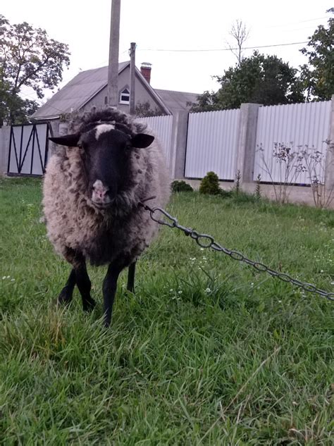 Баран романовской породы