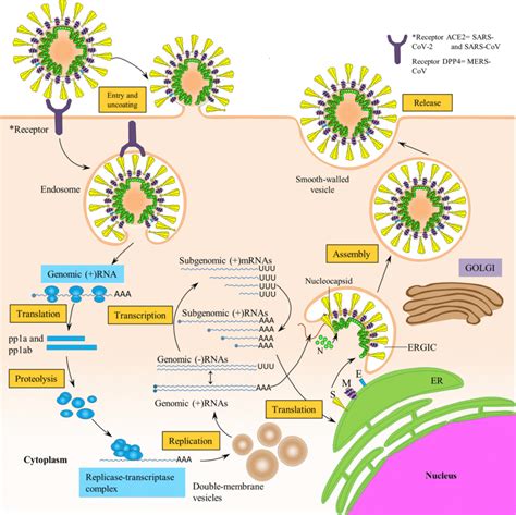 Virus Replication