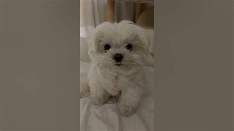 착하게 생긴 강아지 Youtube