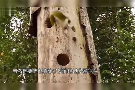 啄木鸟碰到高压电的瞬间化作一缕青烟凭空消失镜头拍下全过程 高压电 瞬间 啄木鸟