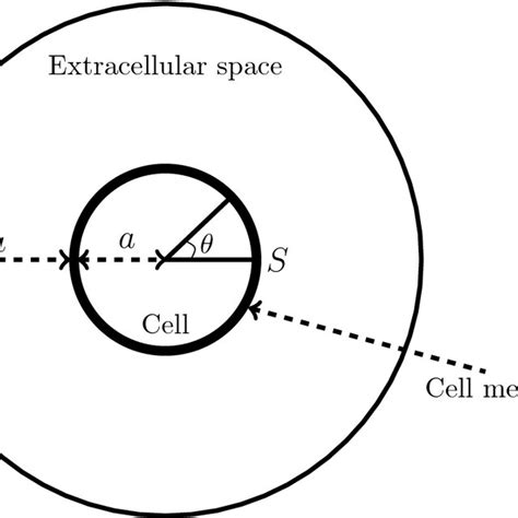 Schematic Diagram Of A Spherical Cell With Radius A Immersed In Download Scientific Diagram