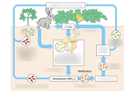 Nitrogen Cycle Diagram Blank