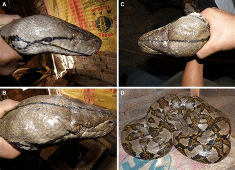 Reticulated Python Vs Anaconda