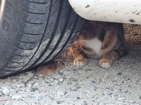 톰과제리~제리가 무서워
