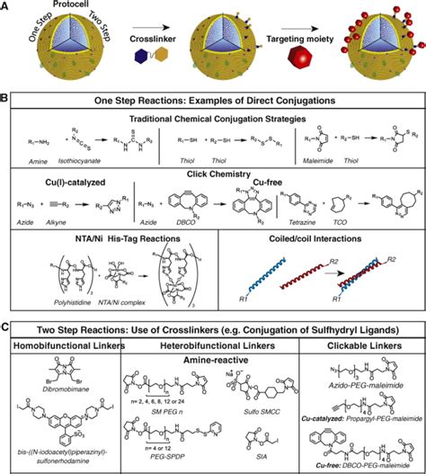Covalent And Non Covalent Conjugation Strategies For Nanocarriers A