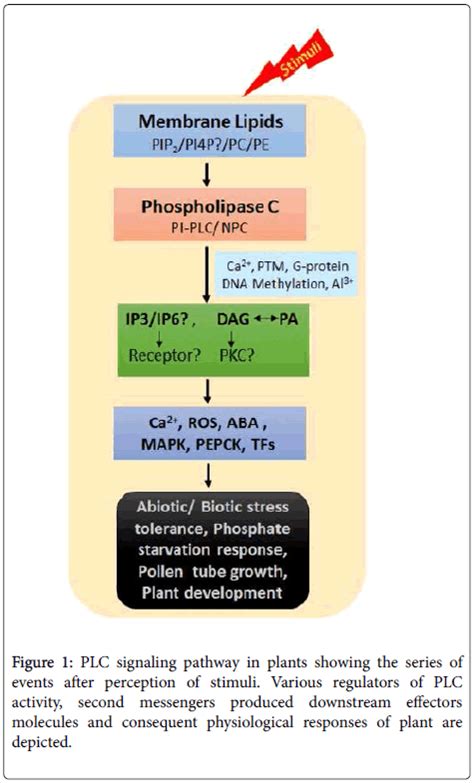 How Phospholipase C Regulates Stress Tolerance And Development In Plants