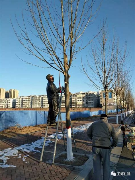 住建动态园林绿化管理处进行冬季树木修剪工作