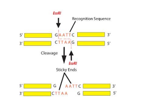 Recombinant Dna In Biotechnology Engineering Pptx