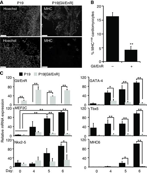 Expression Of Gli Enr Downregulates Mef2c Expression While Download Scientific Diagram