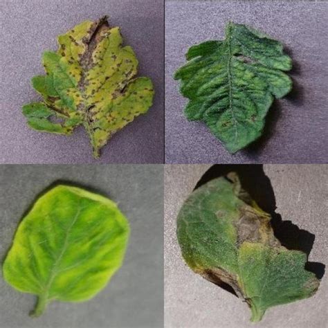 Plantvillage For Object Detection Yolo Kaggle