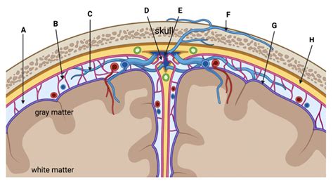Csf Circulation Diagram Quizlet