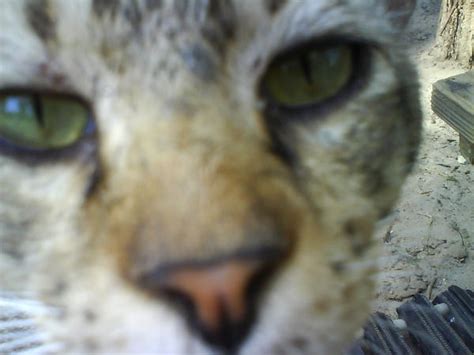 Sid Face By Misscrystalterror On Deviantart