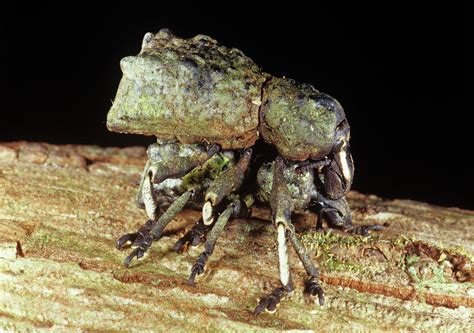 Mating Weevils Photograph By Sinclair Stammersscience Photo Library