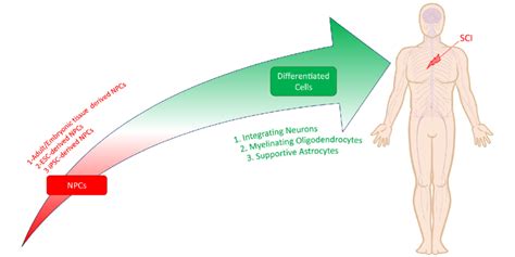 Neural Progenitor Cells As Promising Cells For The Treatment Of Spinal Download Scientific