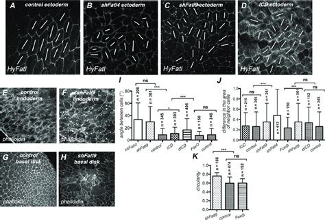 Alignment Of Ectodermal Epithelial Cell And Surface Area Altered In Download Scientific Diagram