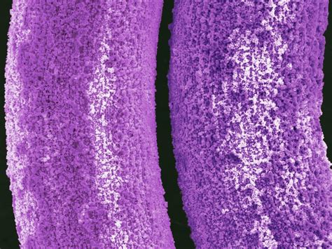Substrate Definition In Chemistry And Other Sciences