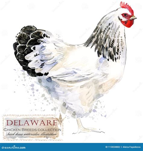 Poultry Farming Chicken Breeds Series Stock Illustration
