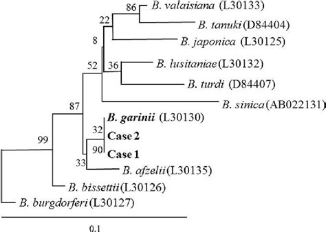 Phylogenetic Tree Of Borrelia Spp Based On Partial Sequences Of The Download Scientific
