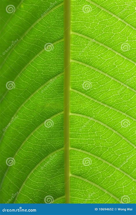 Nervation Fotografia Stock Immagine Di Fogliame Foglio 10694652