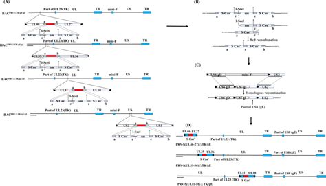 Identification Of Four Insertion Sites For Foreign Genes In A Pseudorabies Virus Vector Pmc