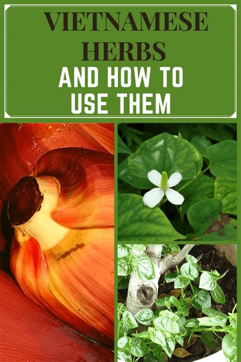 The Ultimate Guide To Eating Fresh Vietnamese Herbs And Using Them In