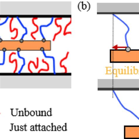 A The Idealization Of The Diffusive Plate Model With Reversible Download Scientific Diagram