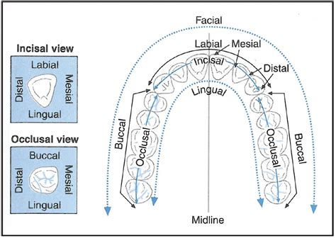 Mastering Dental Charting Test Your Tooth Knowledge