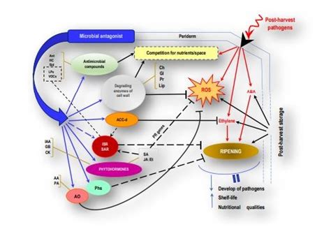 A Review About Antagonistic Microorganisms As Biocontrol Agents With Special Emphasis In Strawberry