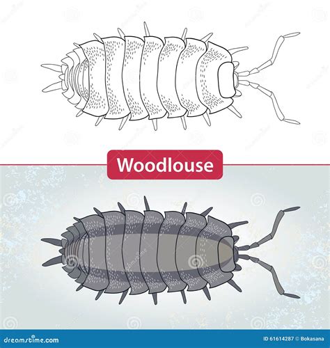 Arthropod Segment Stock Illustrations 10 Arthropod Segment Stock