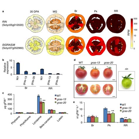Pdf High Resolution Spatiotemporal Transcriptome Mapping Of Tomato