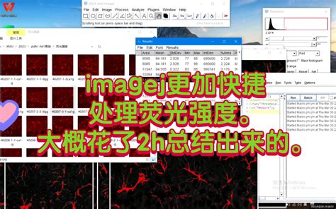 前前后后花了2h，总结出来imagej快捷统计荧光强度的方法。记录一下操作。 墙头也就八百个 实验 哔哩哔哩视频