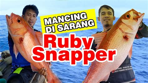 Pesta Strike Ruby Snapper Mancing Teknik Dasaran Youtube