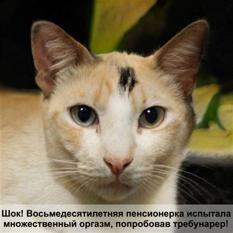 роял канин гастро интестинал для котят — Postimages