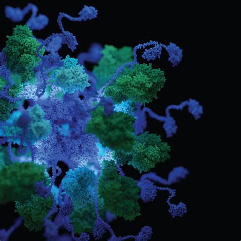 Dimerization Of A 5 Kda Domain Defines The Architecture Of A 5 Mda Mega