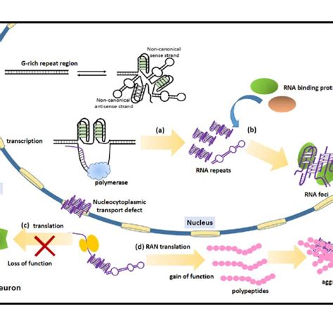 A Summary Of Repeat Sequences Existed In Repeat Expansion Disorders