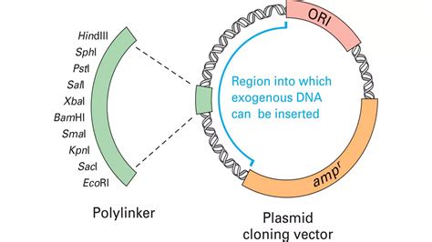 Cloning And Expression Vector In Plants Pptx