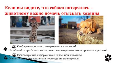 Мы в ответе за тех кого приручили Управление ветеринарии Белгородской области презентация онлайн