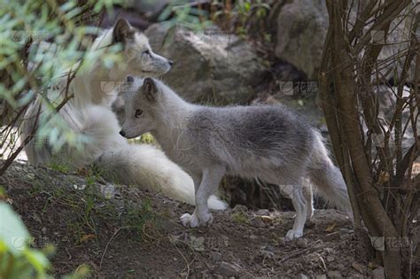 北极狐 Vulpes Lagopus
