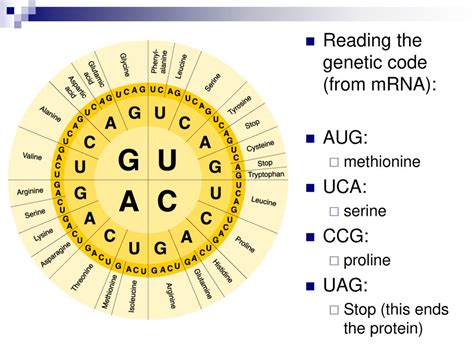 12 3 Rna And Protein Synthesis Part 1 Ppt Download