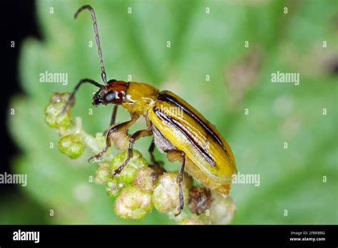 The Western Corn Rootworm Diabrotica Virera Virera Is One Of The