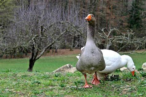 What Is A Male Goose Called Male Goose Name