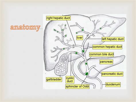 Jaundice Three Types Pre Hepatic Hepatic Post Hepatic Pdf