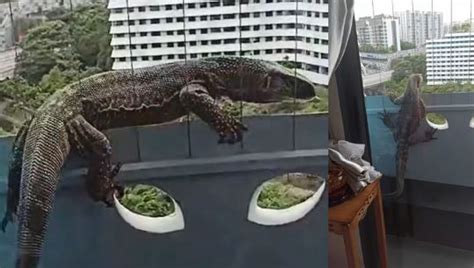 စင်ကာပူမှာ Punggol ရပ်ကွက် တိုက်ခန်း ၁၁ လွှာကို မိချောင်းတစ်ကောင် ရောက