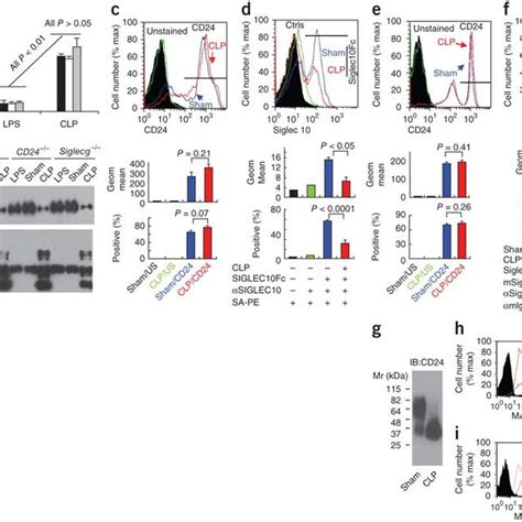 The Interaction Of Cd24 With Siglec10 Depends On Sialylation Of Cd24 Download Scientific