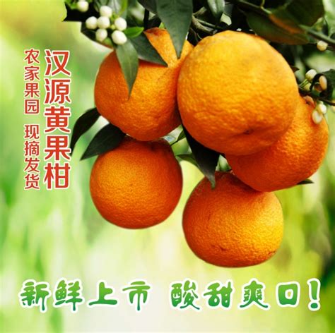 四川汉源黄果柑石棉青果新鲜现摘10斤酸甜可口丑柑子橘子孕妇水果 123桃子儿