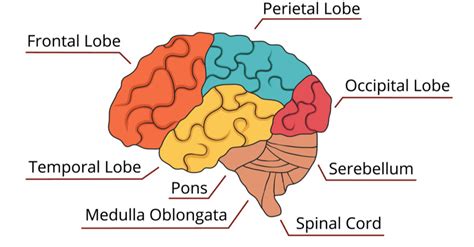 In Our Last Newsletter I Talked About Brain Health And