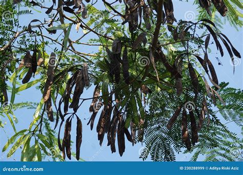 Leucaena Leucocephala Jumbay River Tamarind Subabul White Popinac