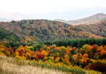 2026 Ultimate Smoky Mountain Fall Foliage Map Guide